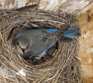 Mountain Bluebird Project | Jackson Hole Wildlife Foundation