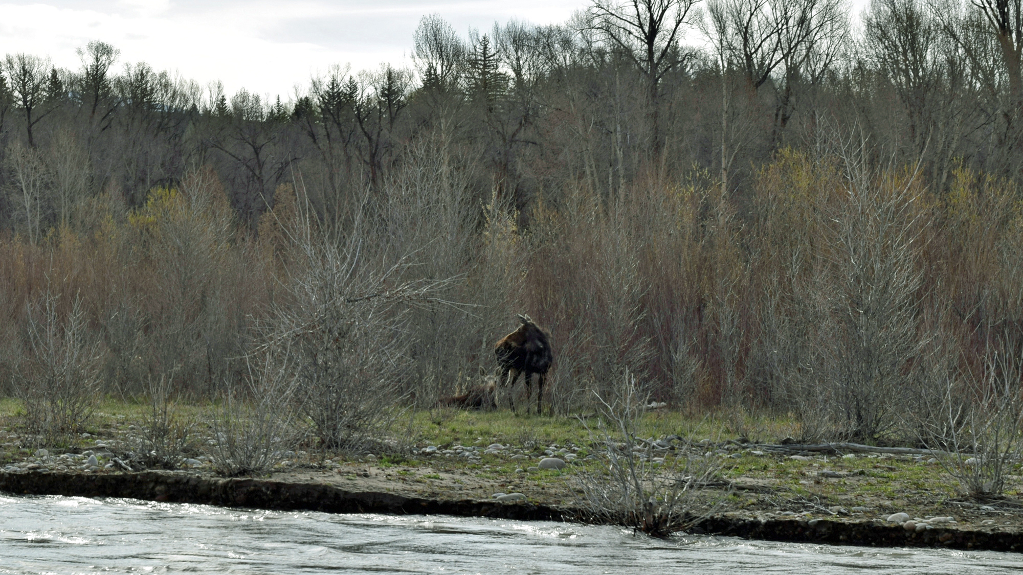 Opening Day: Snake River Float Trips 2018 | Jackson Hole Wildlife ...