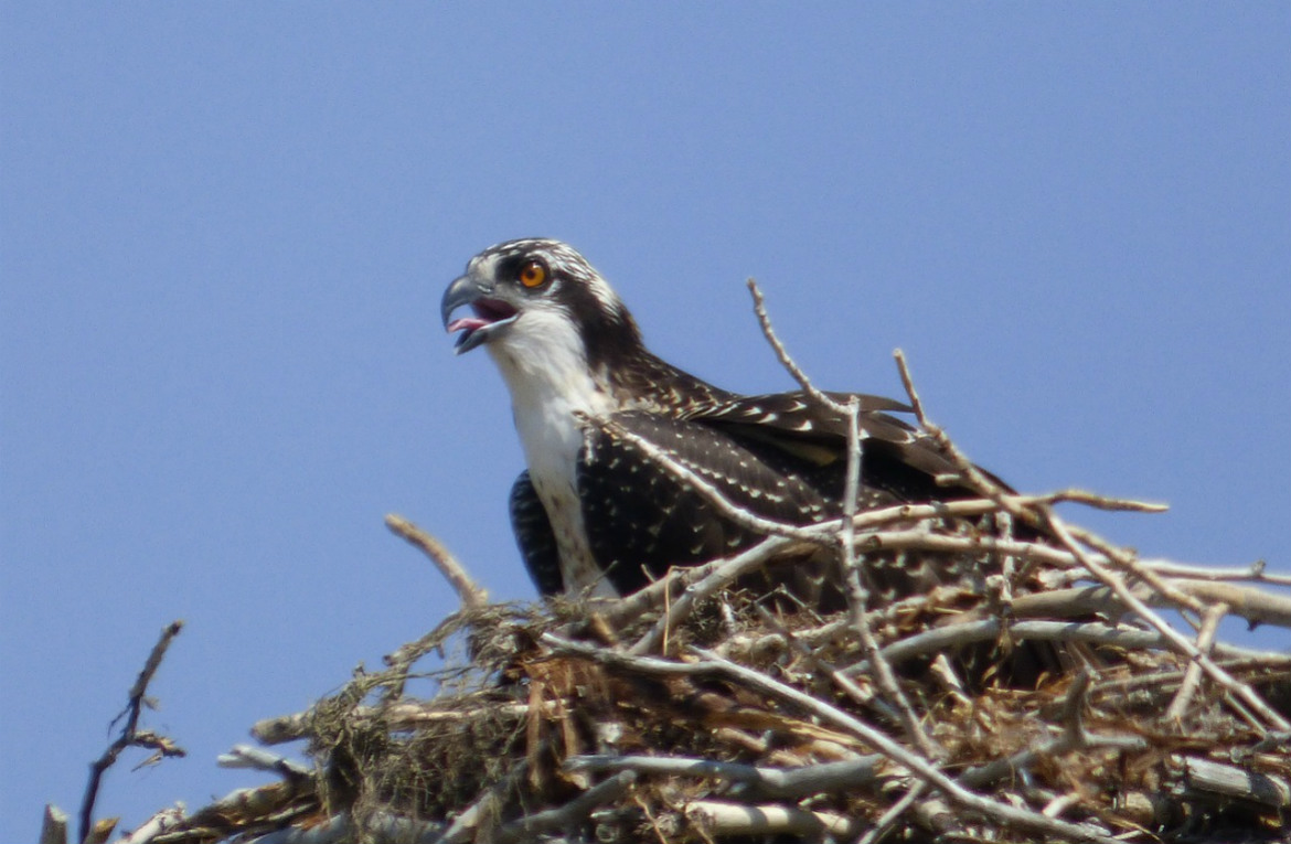 Osprey Project’s Recent Migration | Jackson Hole Wildlife Foundation