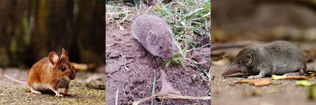 Small Mammals: What Good Are They? | Jackson Hole Wildlife Foundation