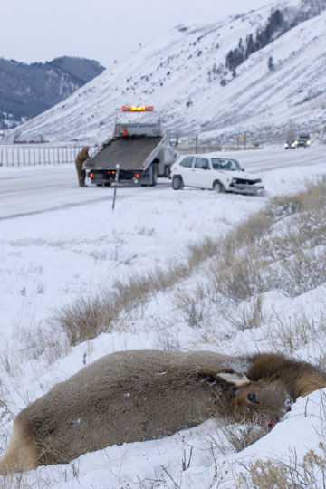 Braking For Wildlife: The Science of Slower Speed Limits | Jackson Hole ...