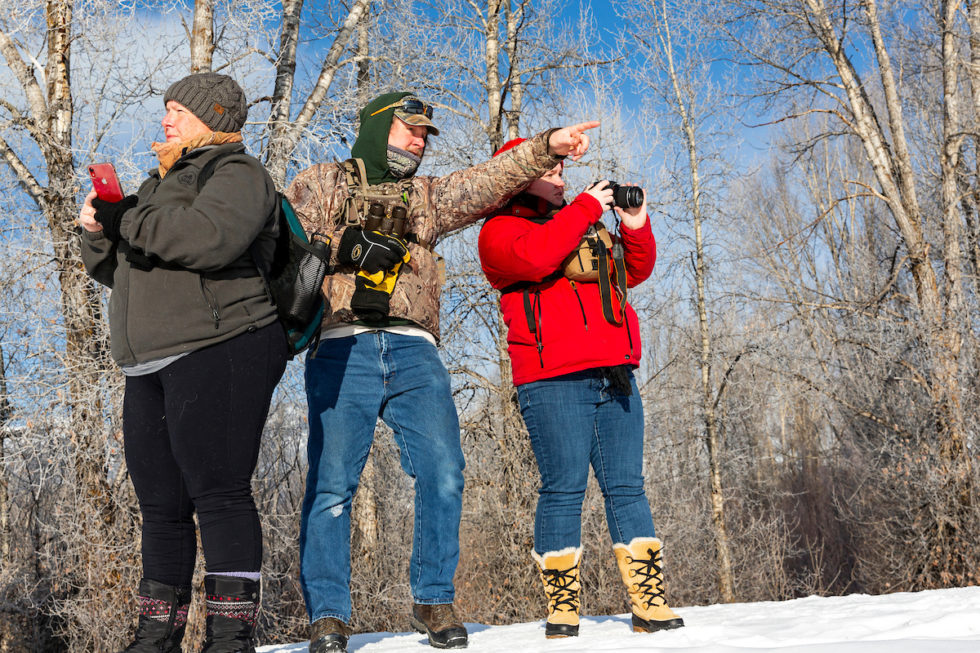Our Moose Mission: The Importance of Moose Day | Jackson Hole Wildlife ...