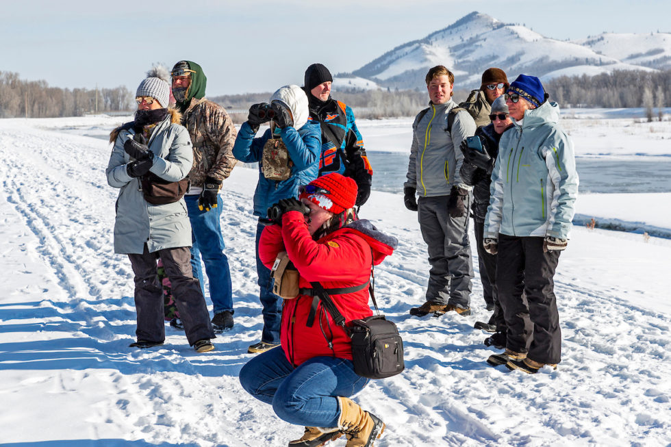 Our Moose Mission: The Importance of Moose Day | Jackson Hole Wildlife ...