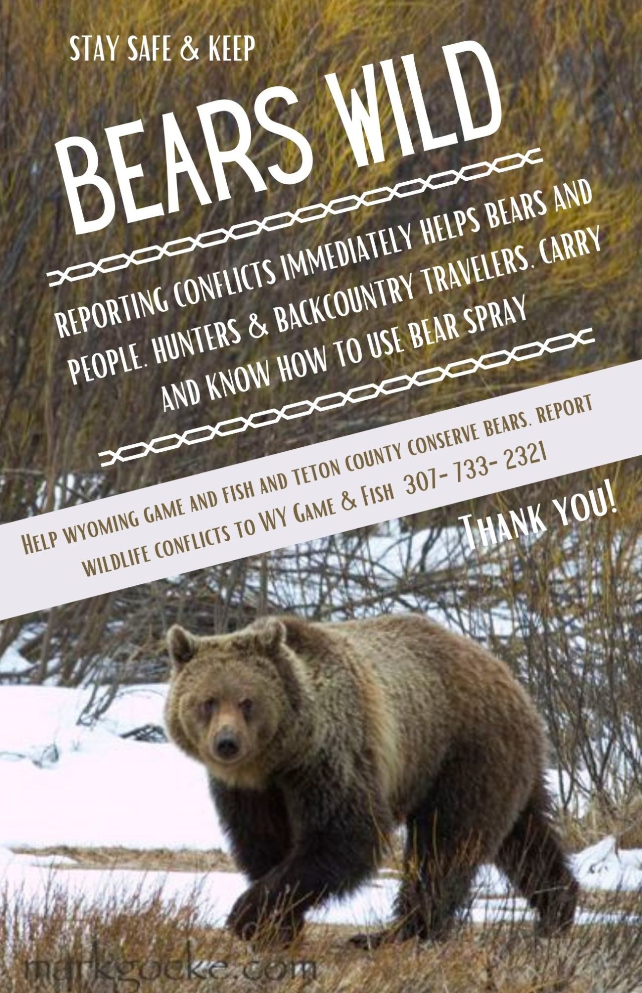 Bear Wise Jackson Hole | Jackson Hole Wildlife Foundation