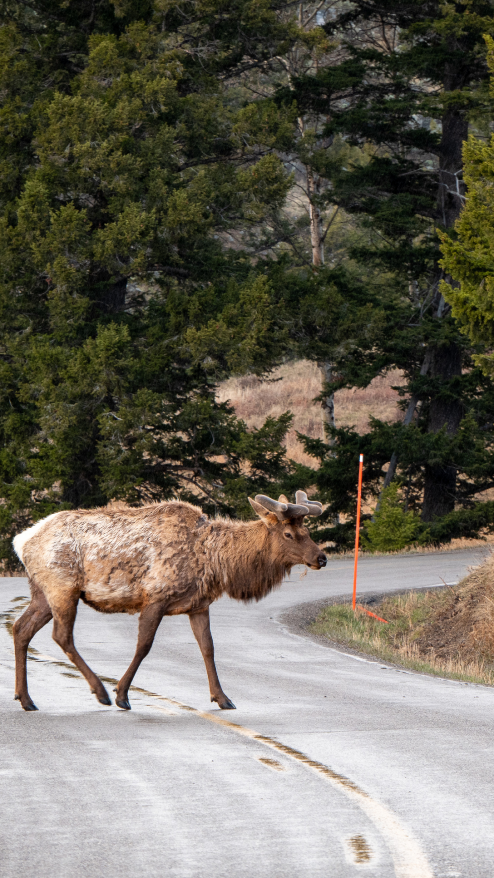 Elk Migration and Movement in Jackson Hole: Protecting Wildlife and ...