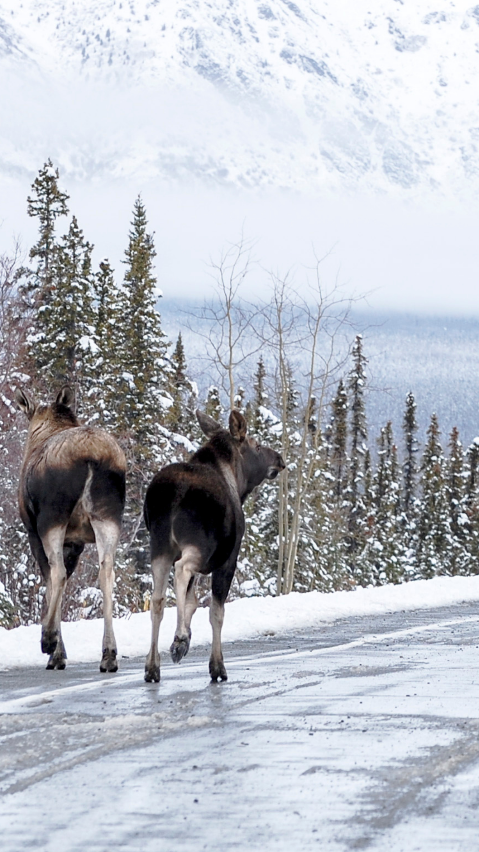 Moose Day 2026 Results | Jackson Hole Wildlife Foundation