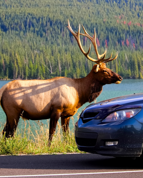 Wildlife on the Road – Springtime in Jackson | Jackson Hole Wildlife ...